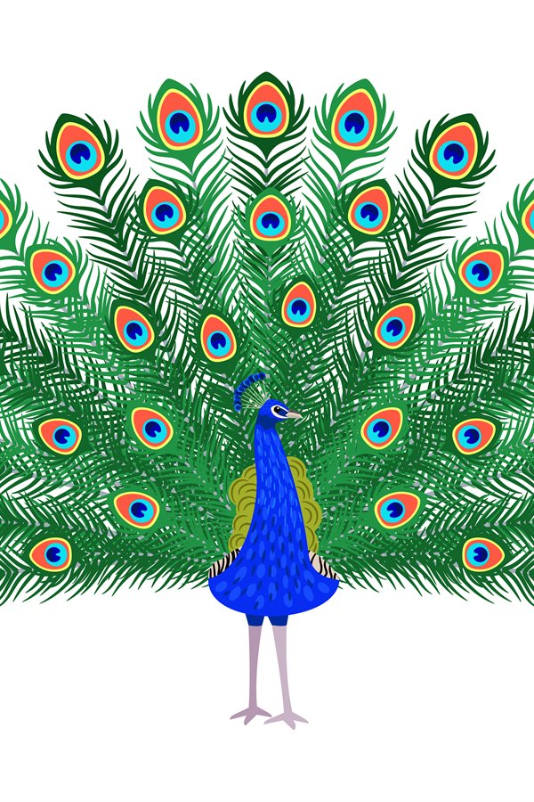 Beautiful peacock cartoon bird