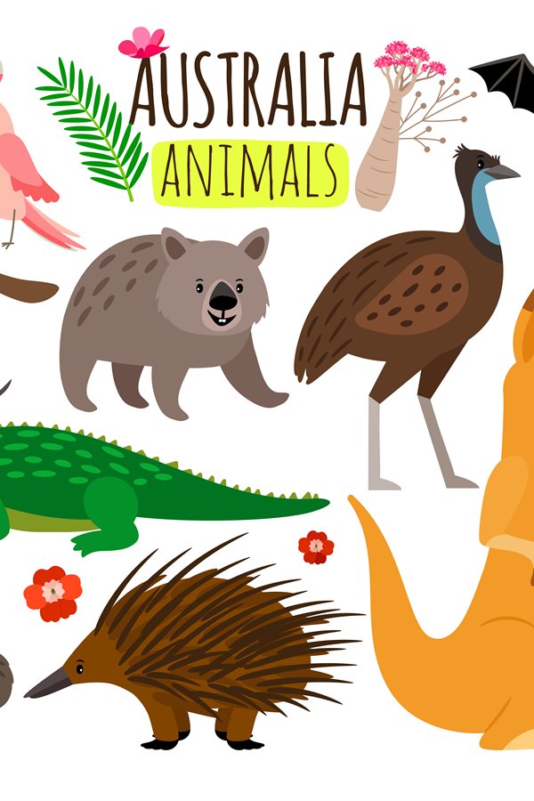Australian animals. Vector animal icons of Australia, kangar