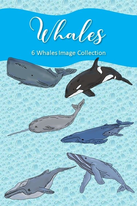 Whales 6 Images Collection