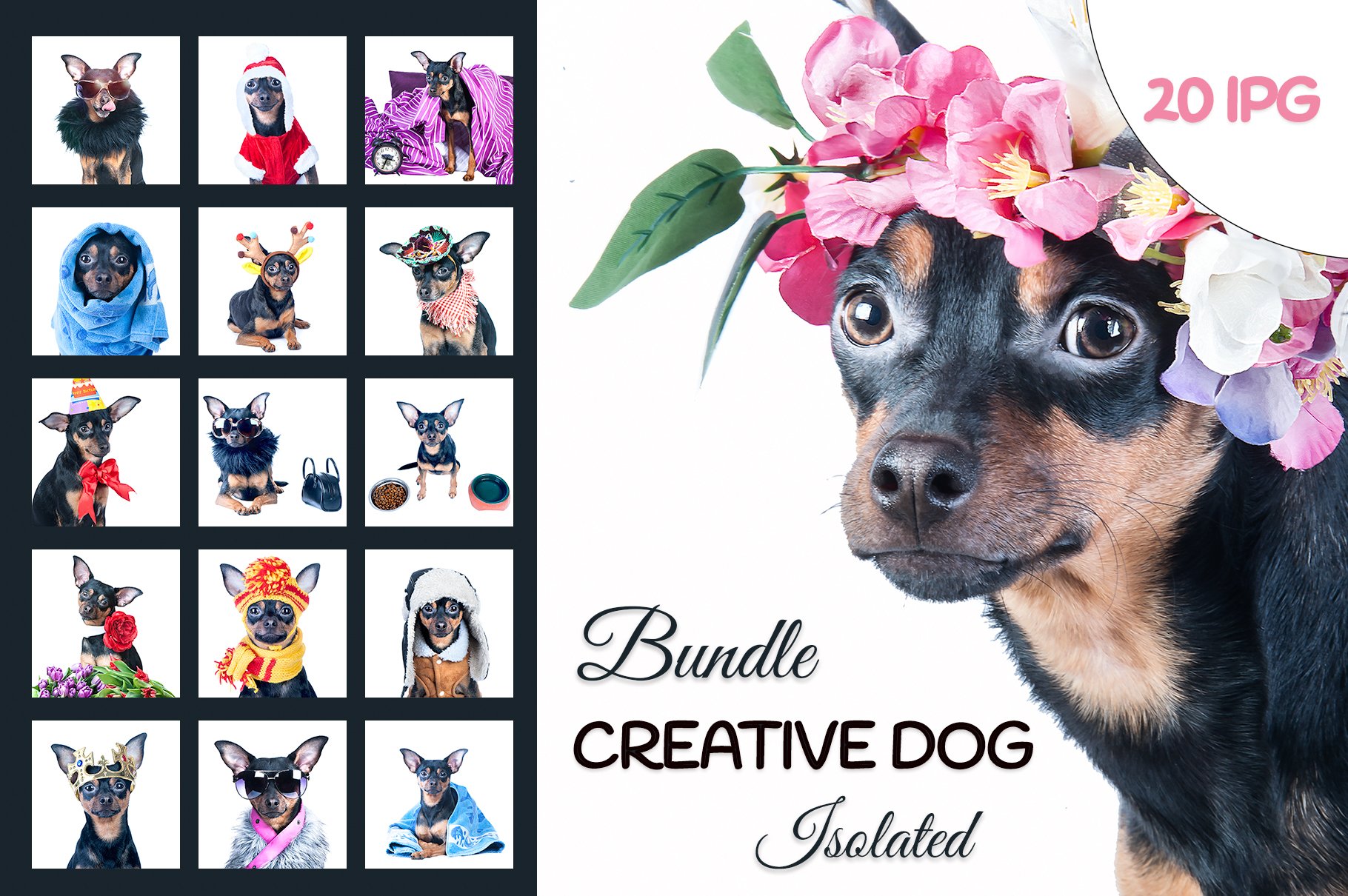 Creative dog isolated 20JPG