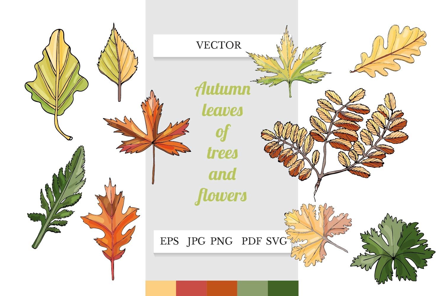 Autumn leaves clipart. Leaves SVG. Fall leaves (900859)