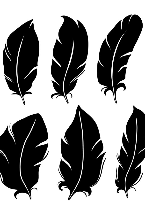 Feather silhouette. Bird wing feathers, lung quill and vinta
