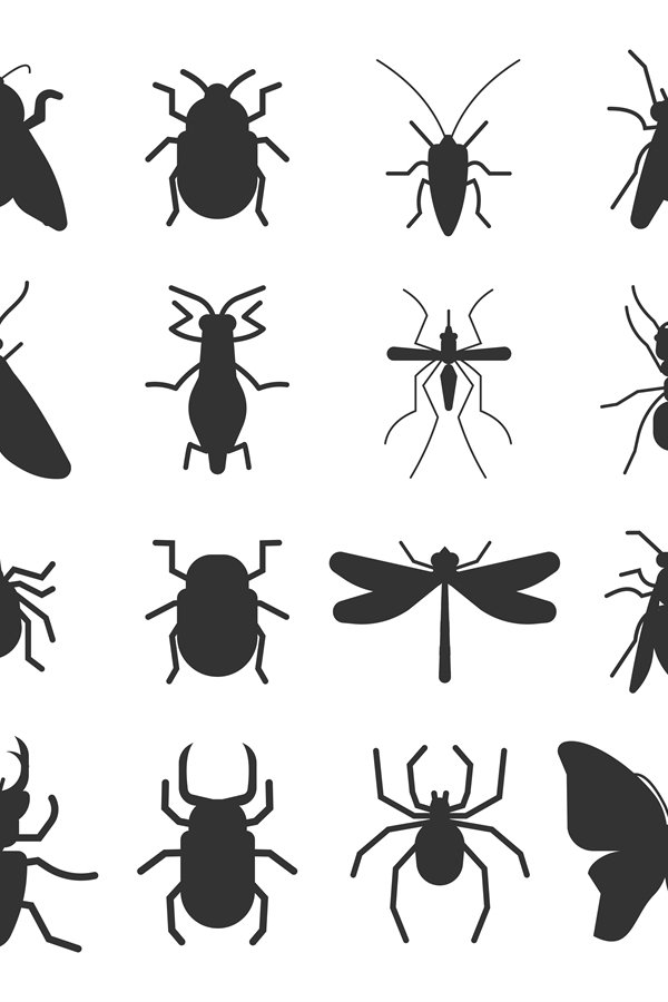 Popular insects silhouette icons isolated