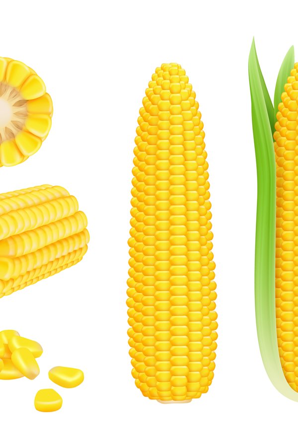 Corn Cob Realistic Yellow Canned Fresh Corn Vegetables Harv