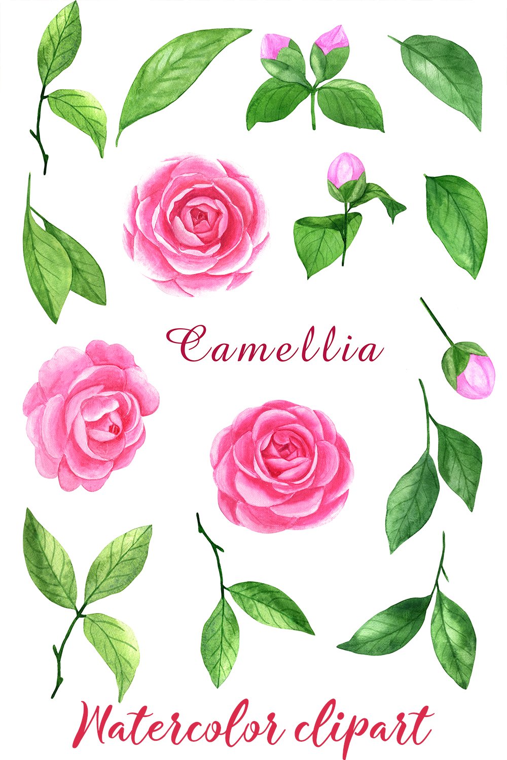 Camellia Clip Art