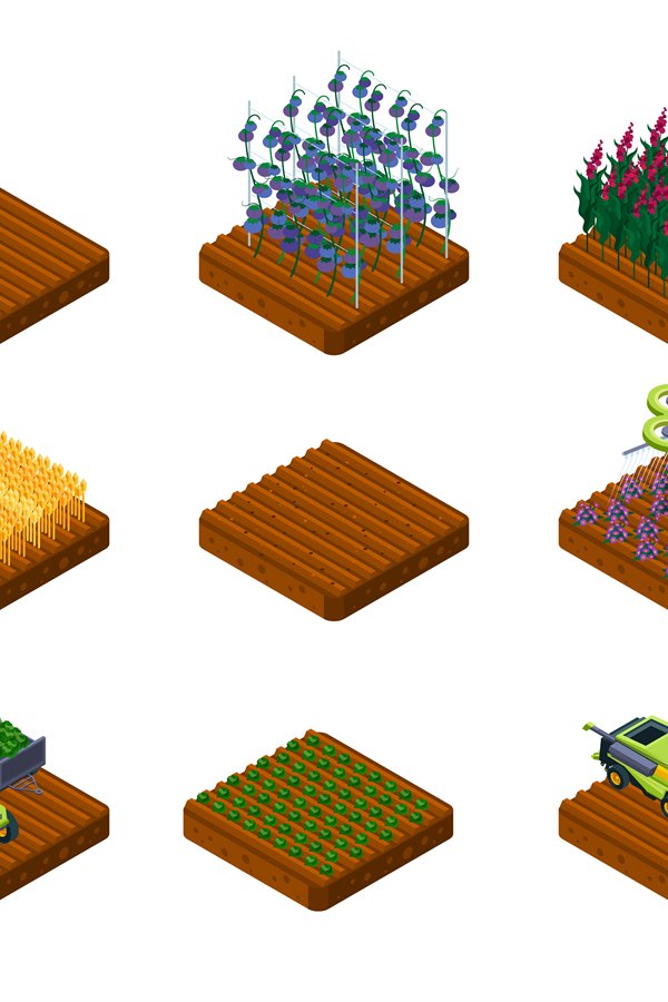 Harvest stages. Farm field wheat and vegetables growing agri