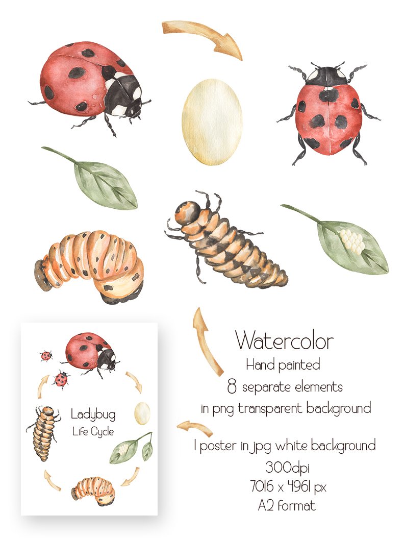 Watercolor Ladybug Life Cycle Clipart Bundle