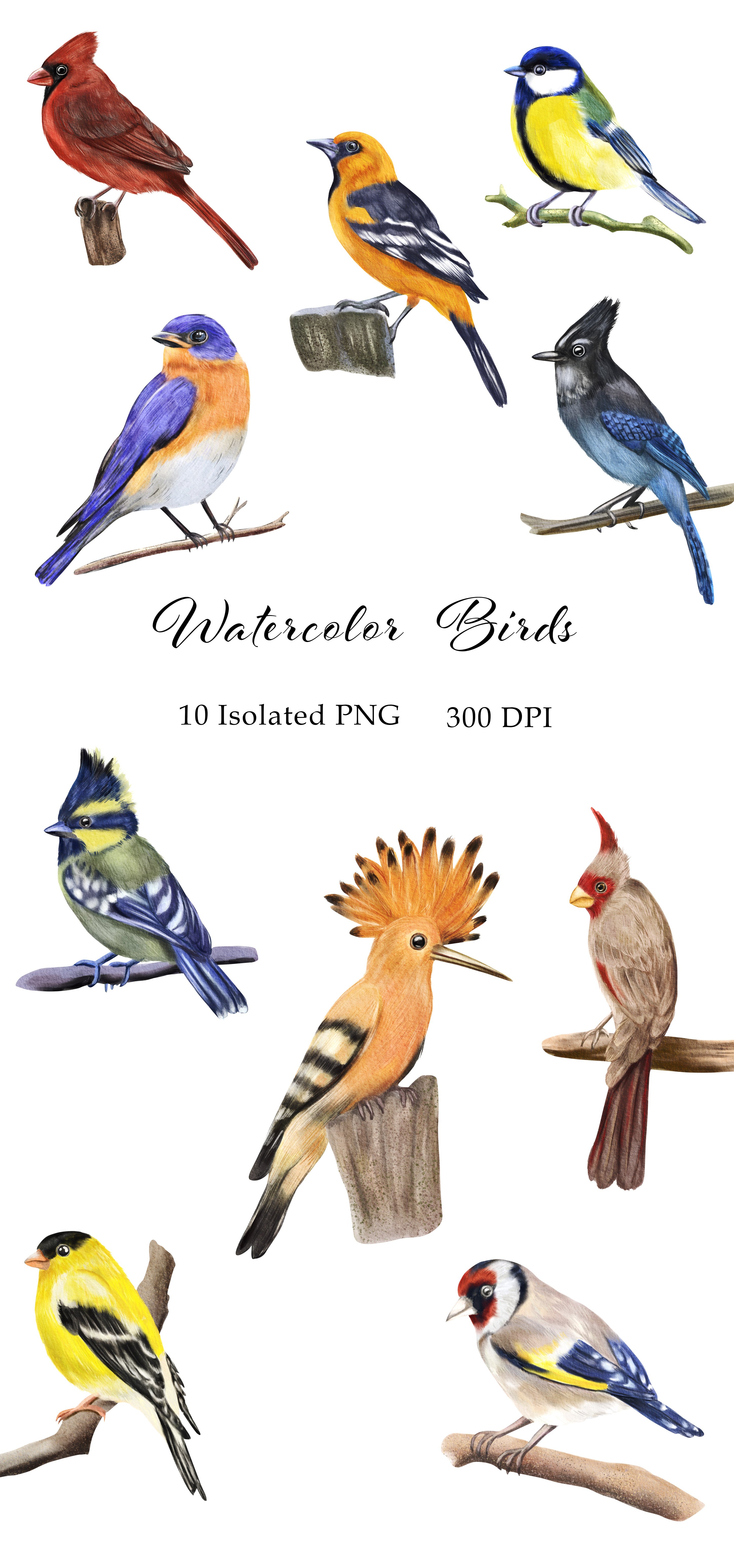 Watercolor Birds Clipart. Hand Painted Small Birds (1345955)