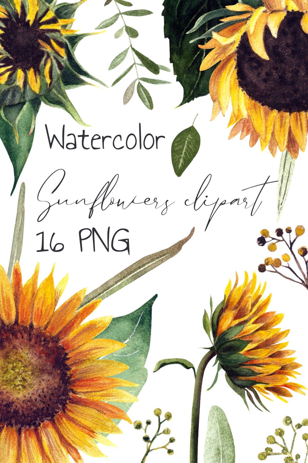 Watercolor sunflower png clipart. (1621559)