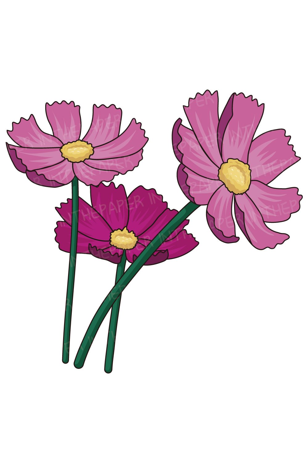 Three cosmos flowers with yellow stamens and pink petals svg
