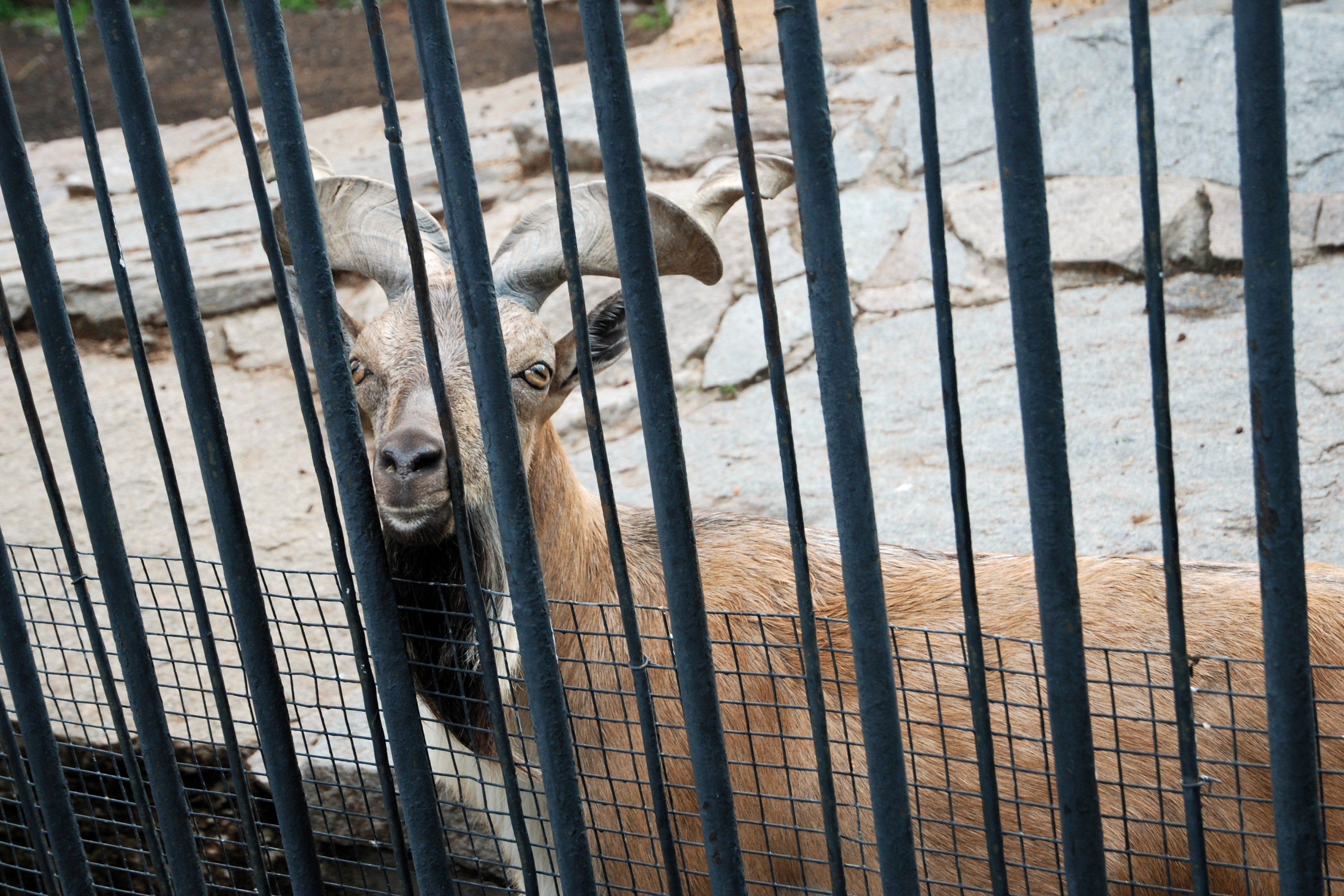 Mountain goat in the zoo.