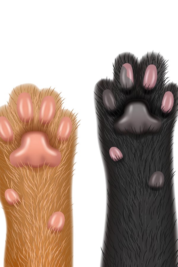Paws realistic. Cats domestic funny animals fluffy foot with