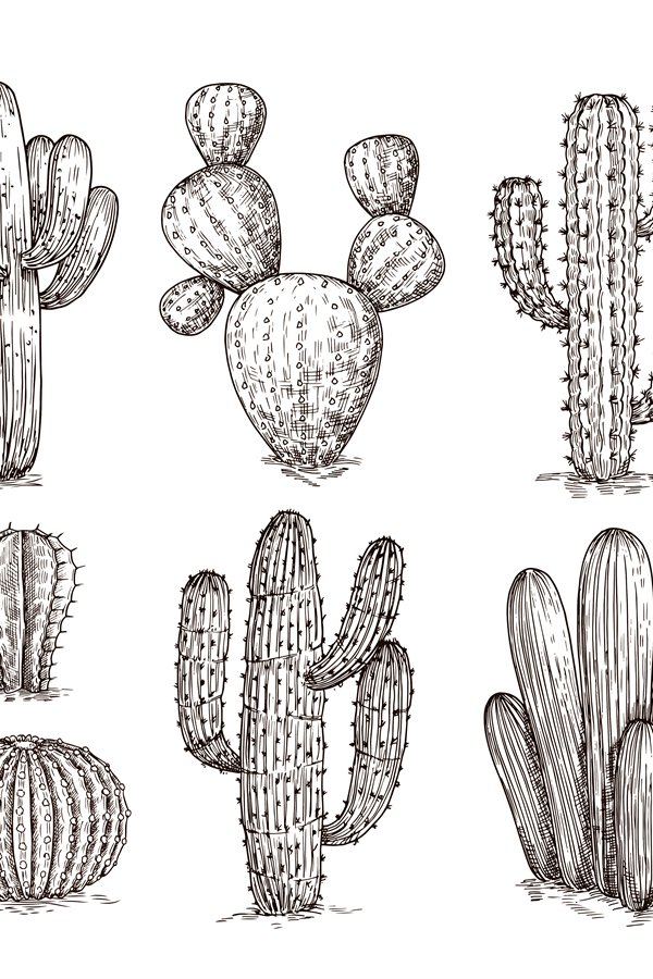 Hand drawn cactus. Western desert cacti mexican (1027548)