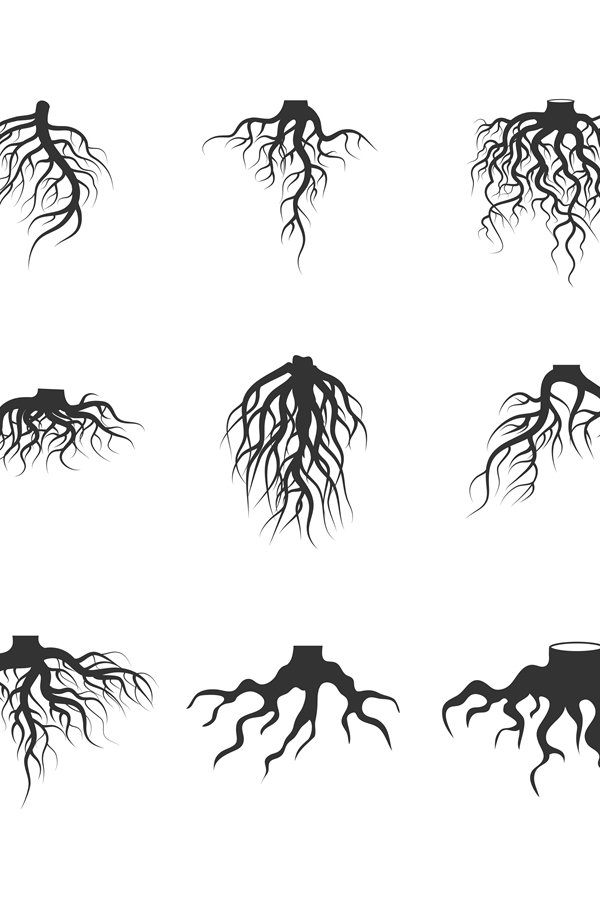 Tree and plant underground roots vector set