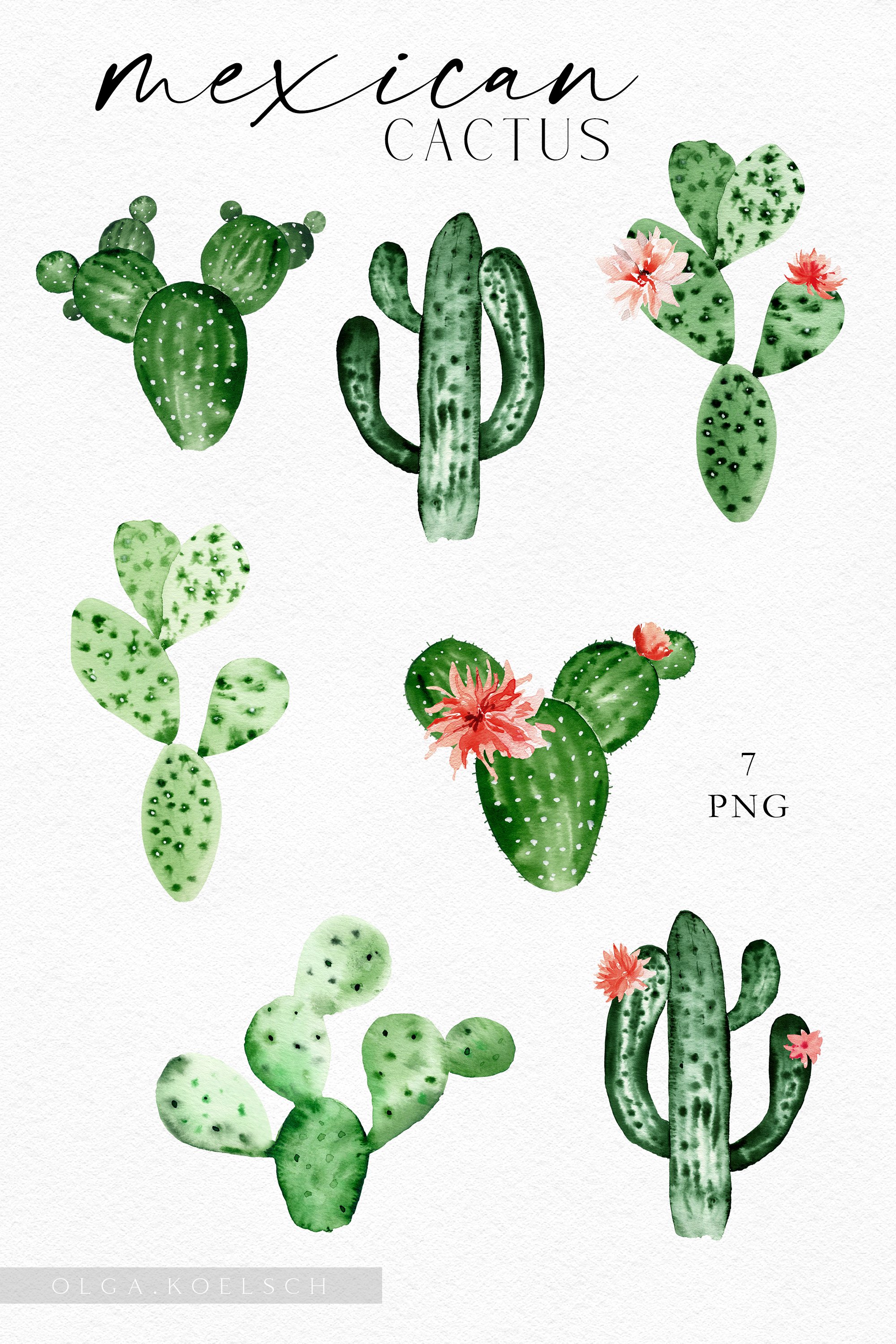 Cactus watercolor clipart, Cute cactus png. Green succulent