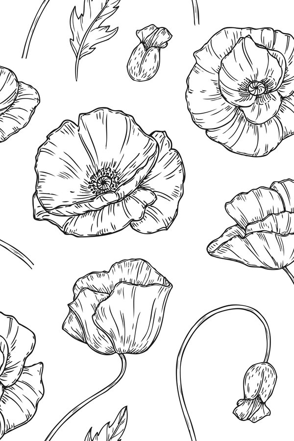 Poppy seamless pattern. Poppies flower sketch drawing wall a