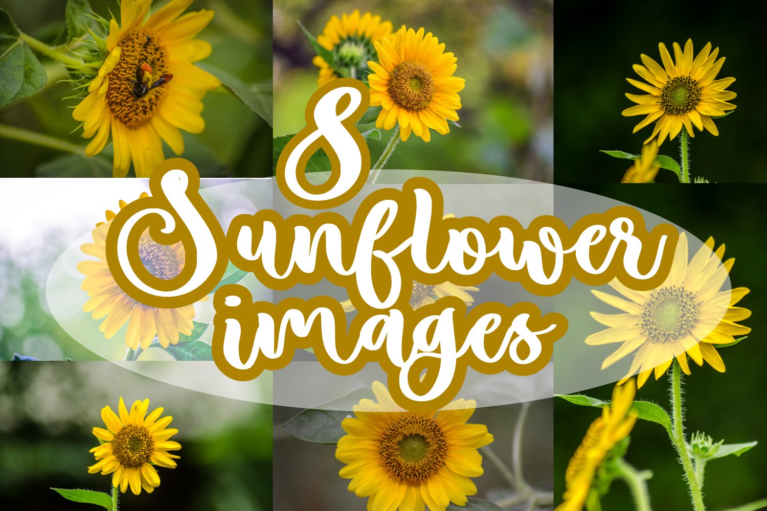 8 Sunflowers Pack, Sunflower with Bee, Sunflower with Spider