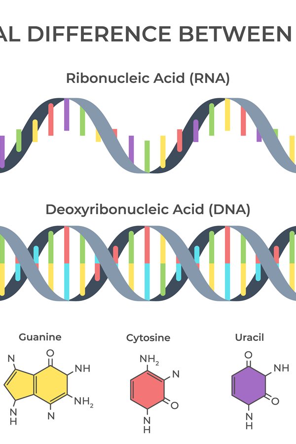 Infographic DNA and RNA spiral. Ribonucleic vs deoxyribonucl
