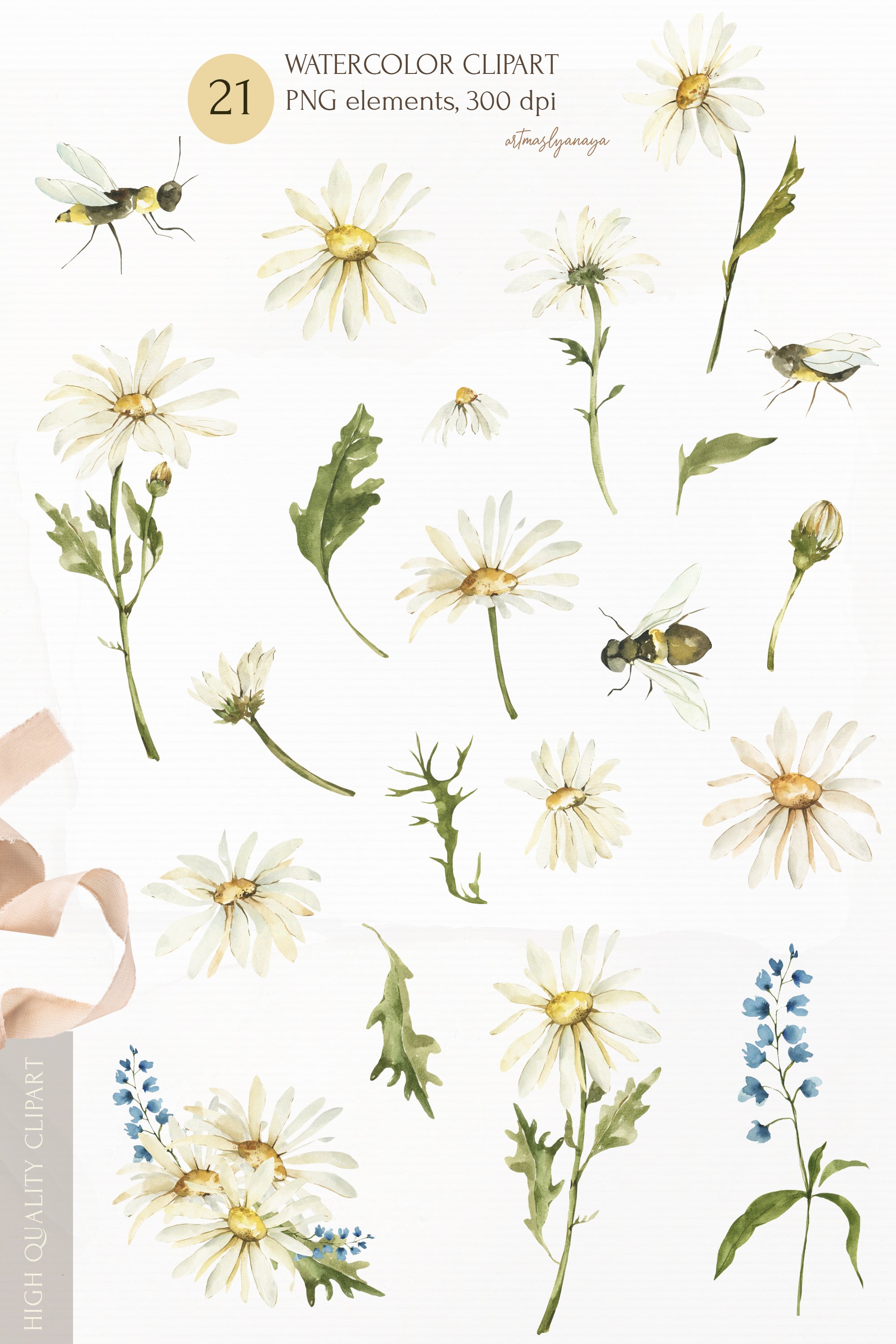 Watercolor Daisy and bees clipart. Floral elements, bouquet