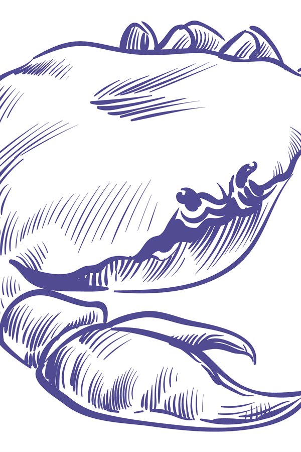 Crab sketch. Sea shell animal with big claws