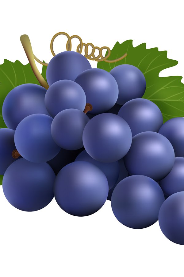 Realistic grape bunch. Black winery grapes, isolated 3d plan
