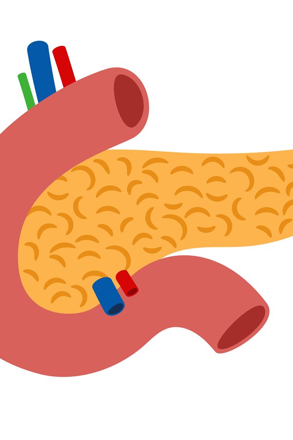 Human pancreas isolated on white background vector