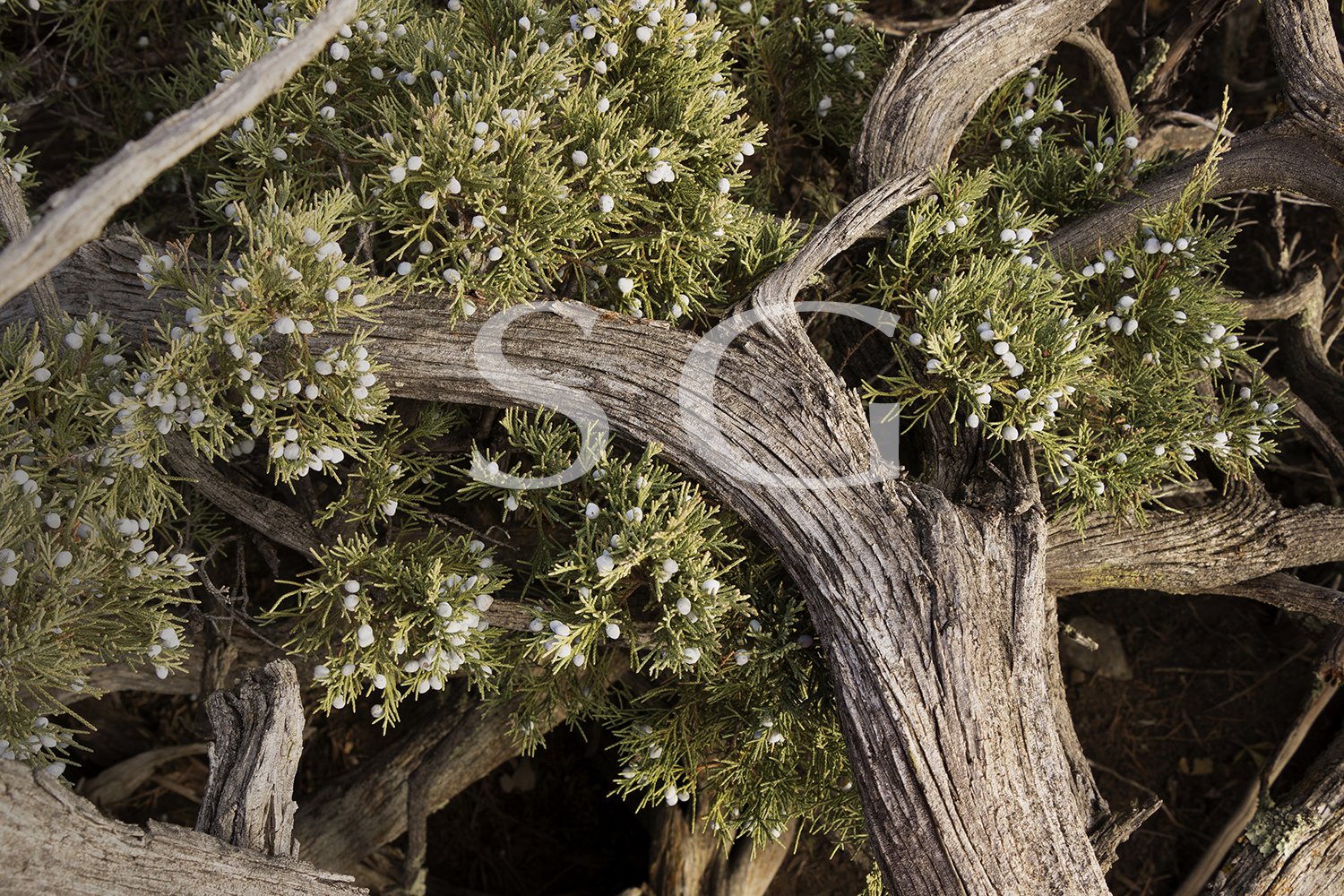 Juniper branches with berries