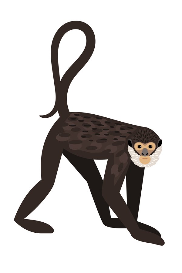 Monkey with tail
