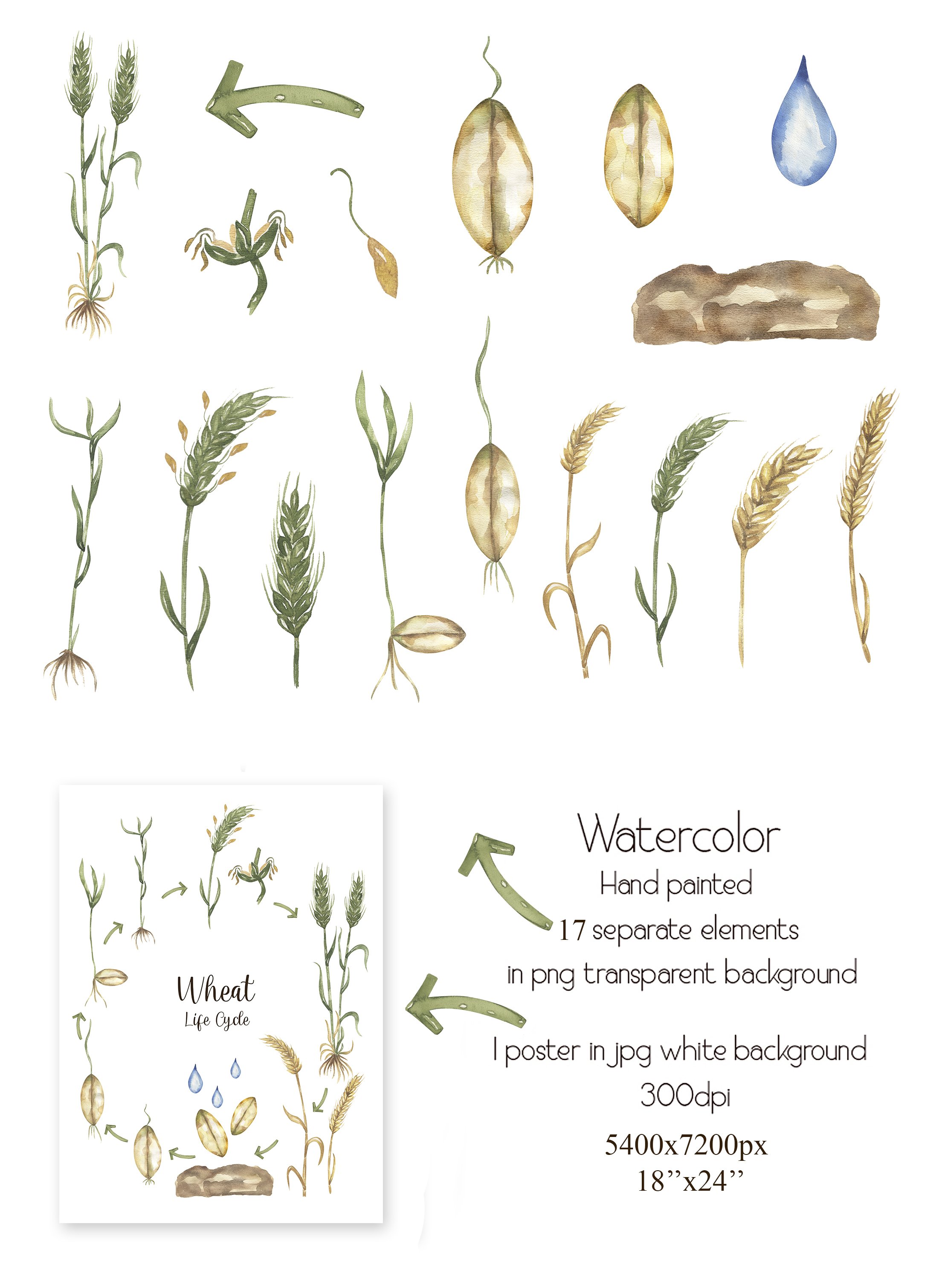 Watercolor Wheat Life Cycle Clipart and poster Bundle