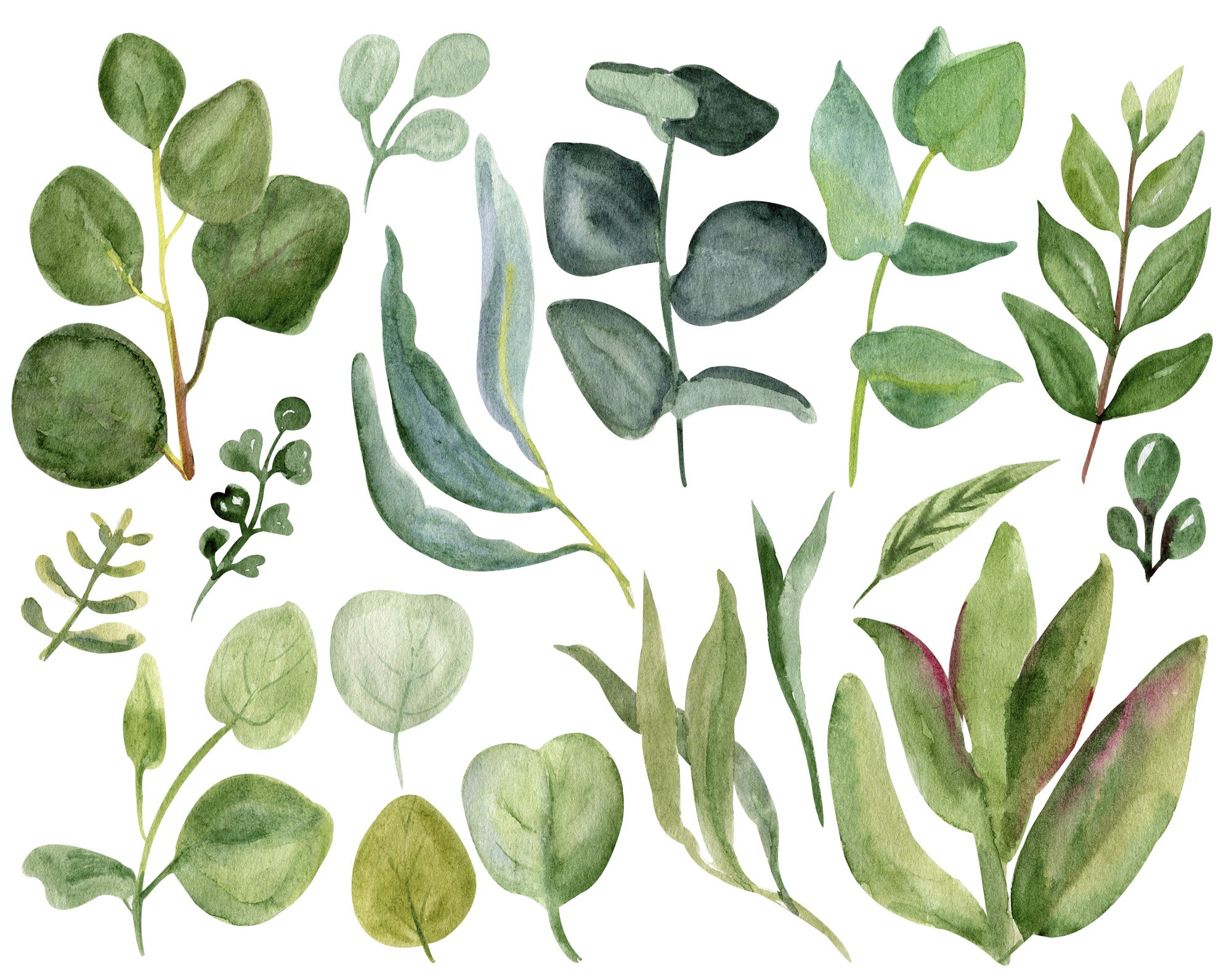 Watercolor floral greenery clipart, Leaf clip art