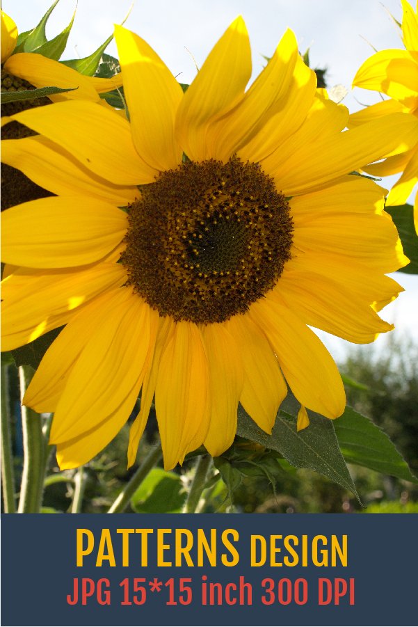 Sunflower Patterns, Sunflower textures (1511210)
