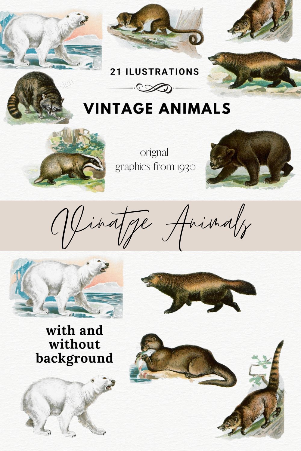 Wild Animals, Vintage Polar Bear Clipart, Raccoon Clipart