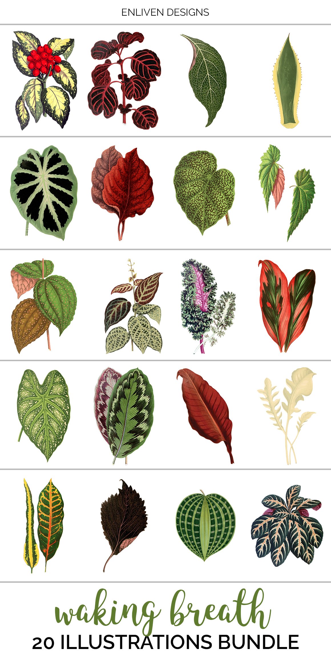 Leaves Bundle Vintage Clipart Leaf 01
