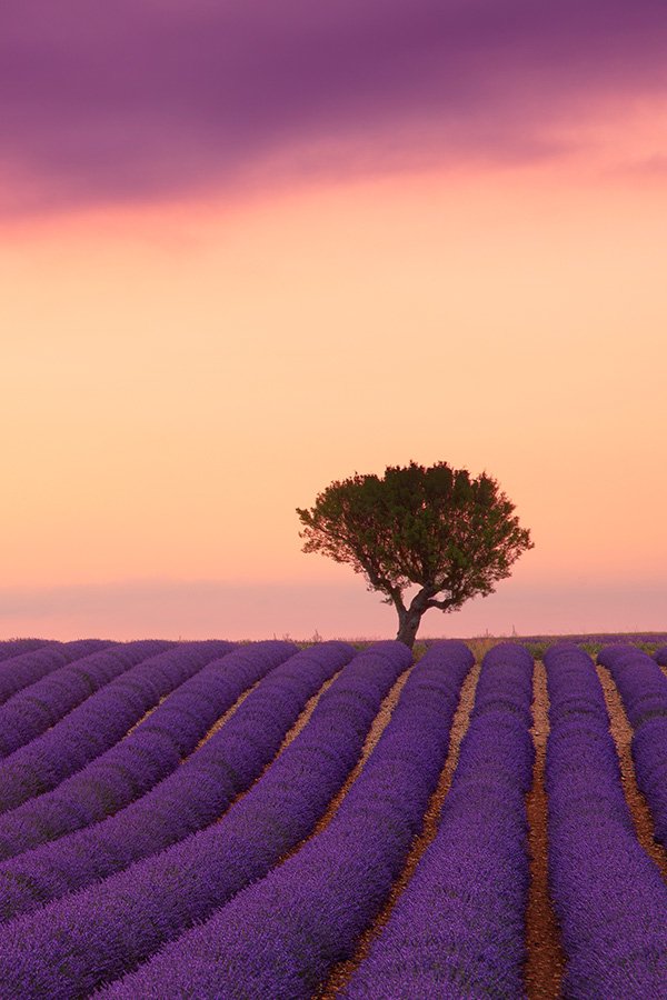 Lavender Field In Sunset Light (777454)