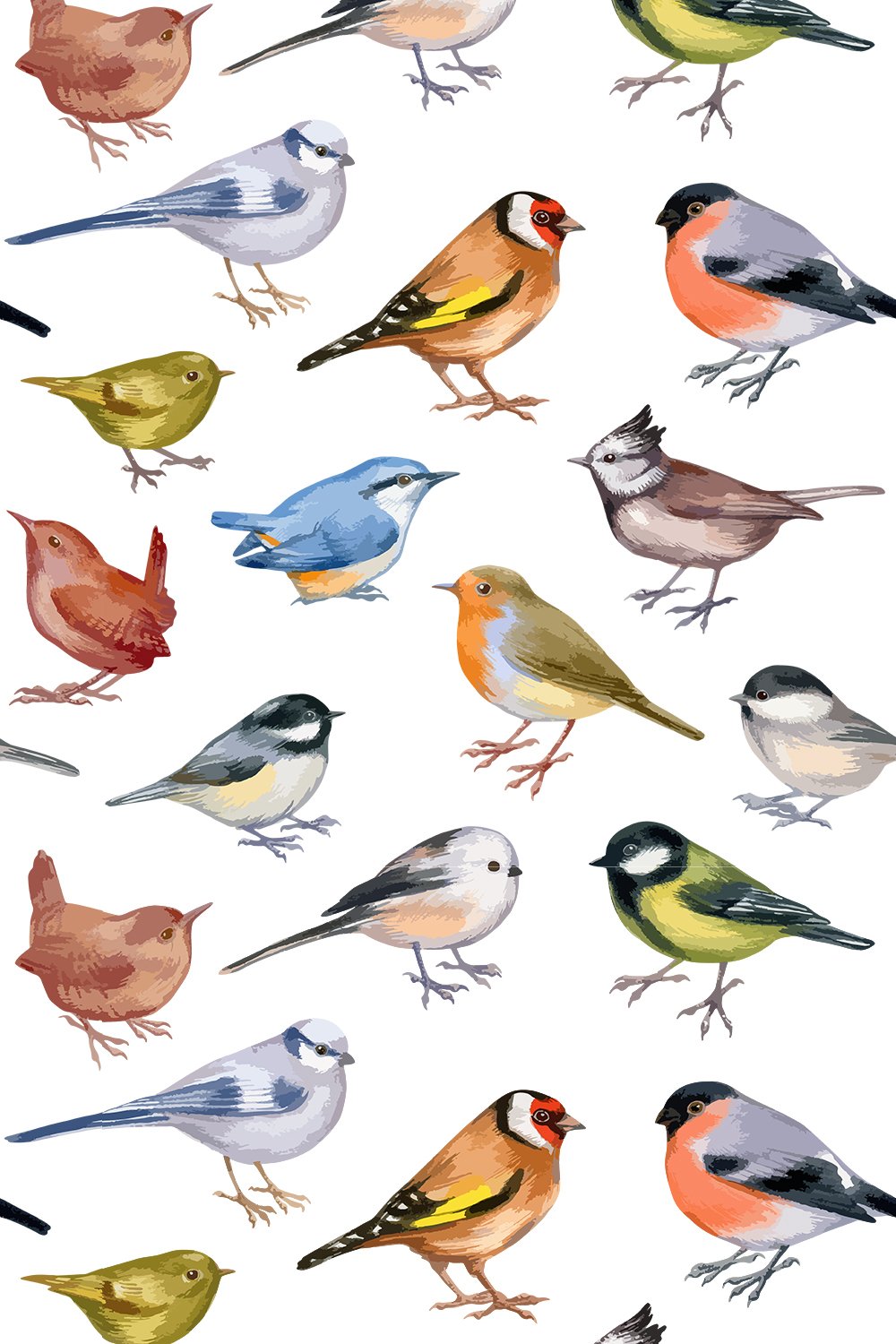 Small forest birds - vector clipart
