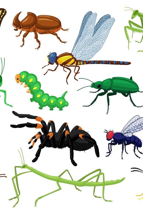Cartoon insects. Butterfly, beetle, spider, ladybug and cate