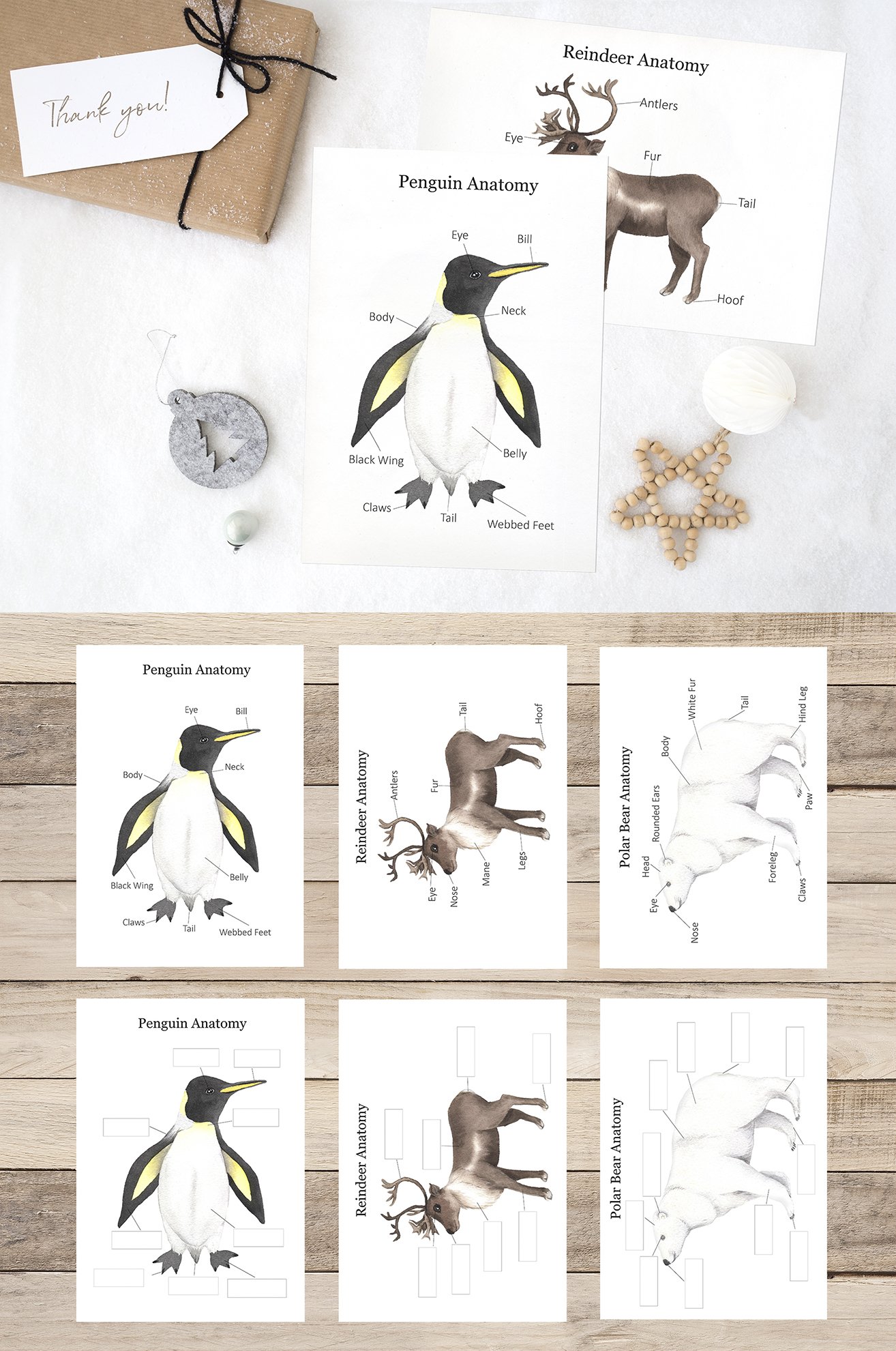 Anatomy of an Arctic Animals Printable