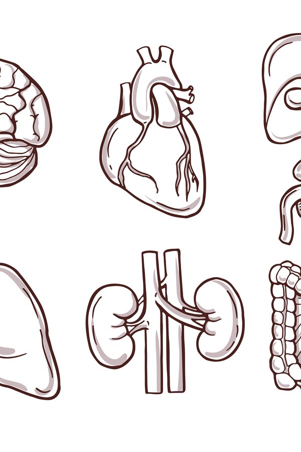 Hand drawn illustration of human organs. Medical pictures