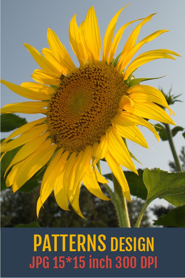 Sunflower Patterns, Sunflower textures (1501559)