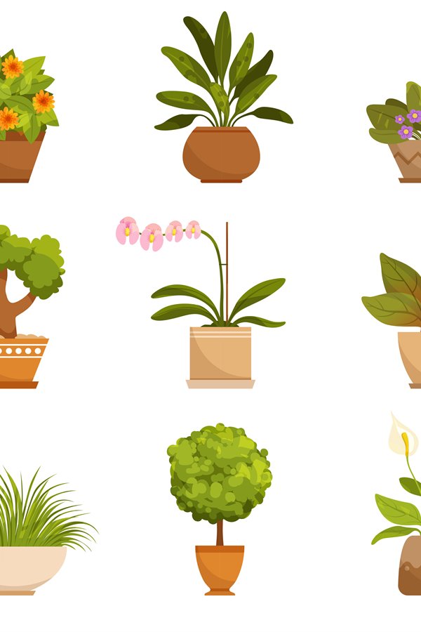 House plants, decorative flowers indoors. Vector illustratio