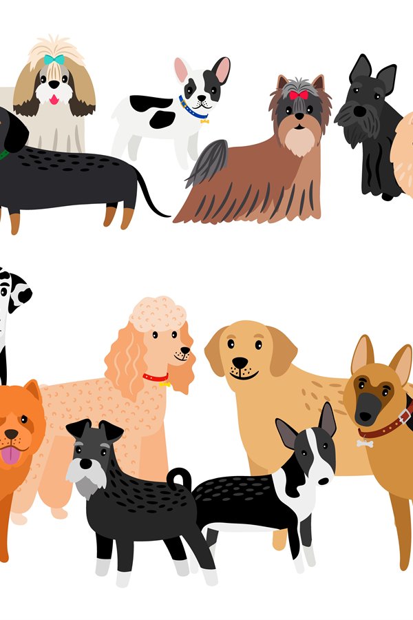 Different dogs breeds collection