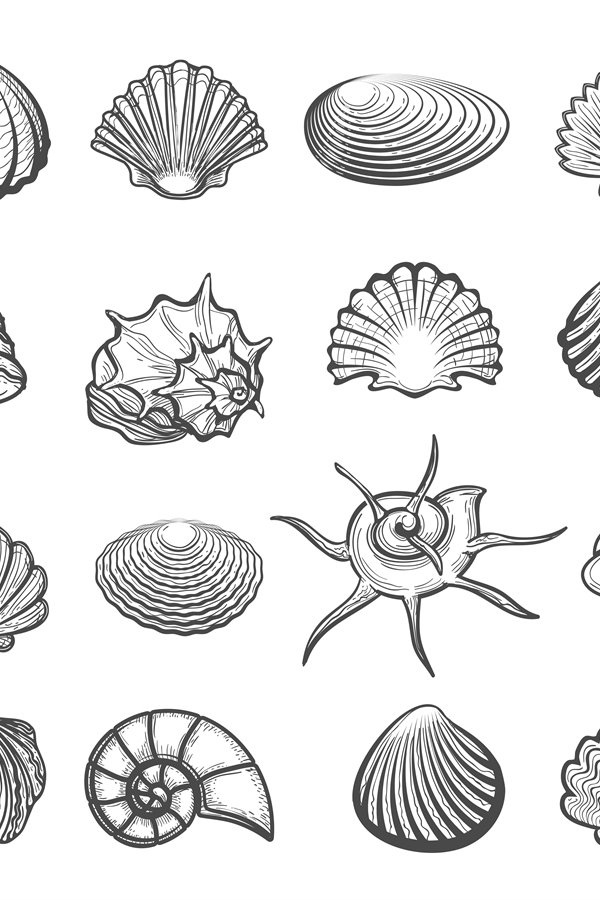 Hand drawn sea shell set