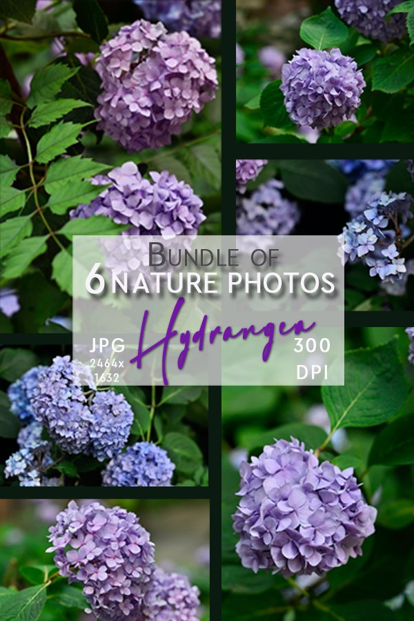 6 Hydrangea Flower Photo Background Spring Easter Decor JPG