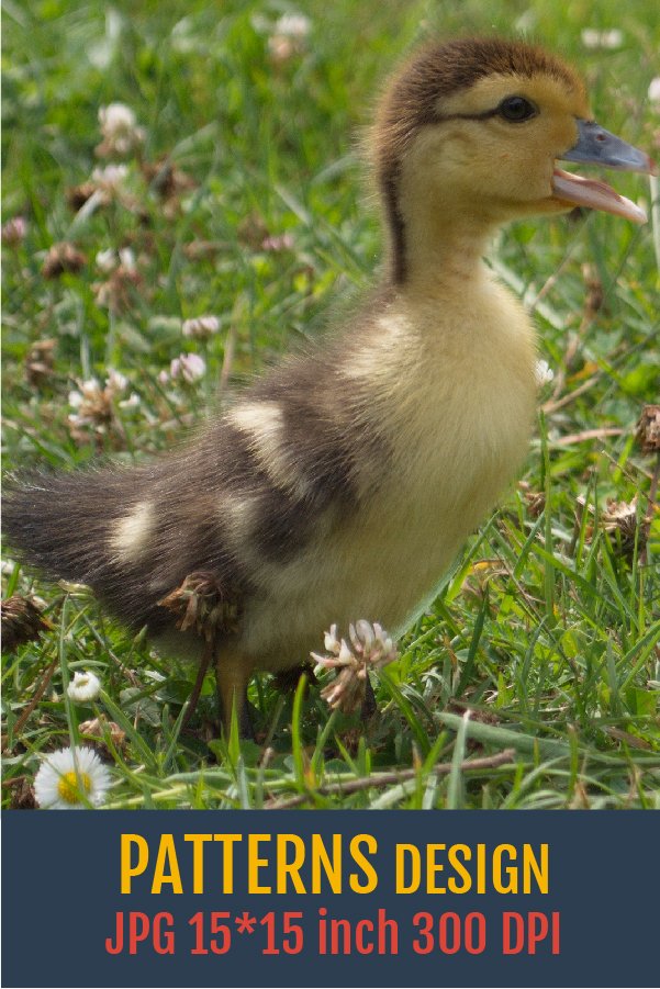 Duckling Patterns, duckling backgrounds