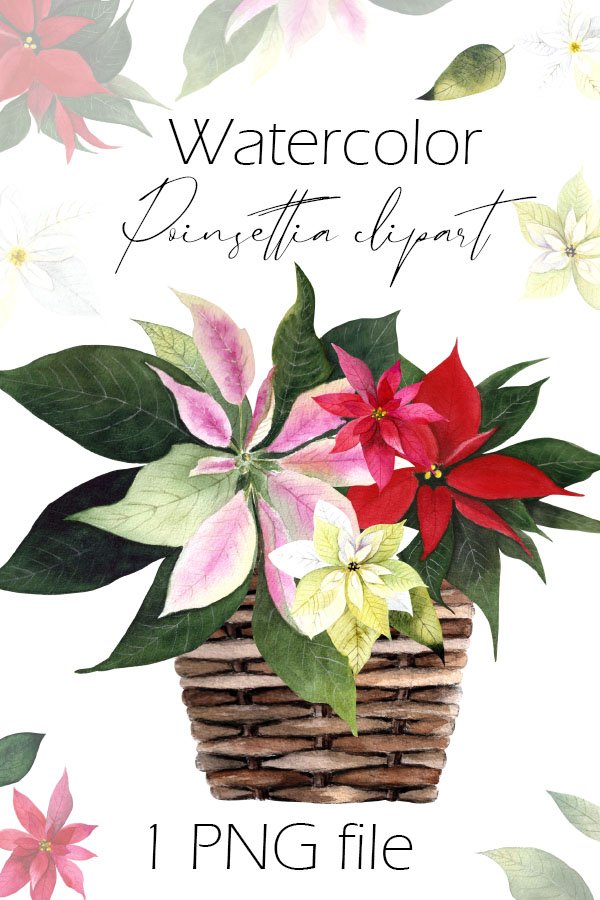 Watercolor christmas poinsettia clipart. (1672198)