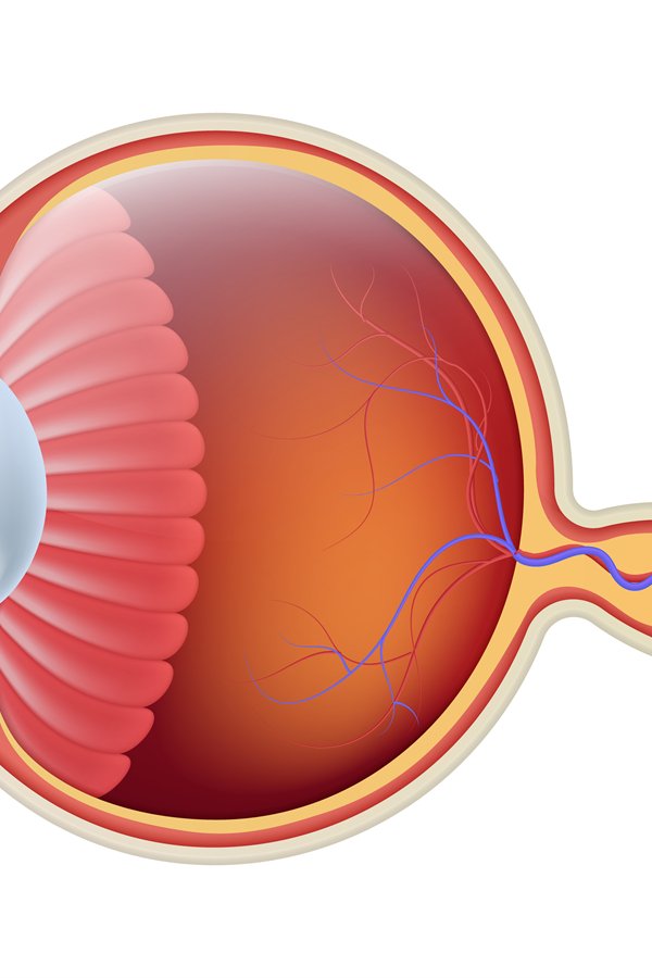 Anatomy eyeball close up side view. Realistic human eye reti