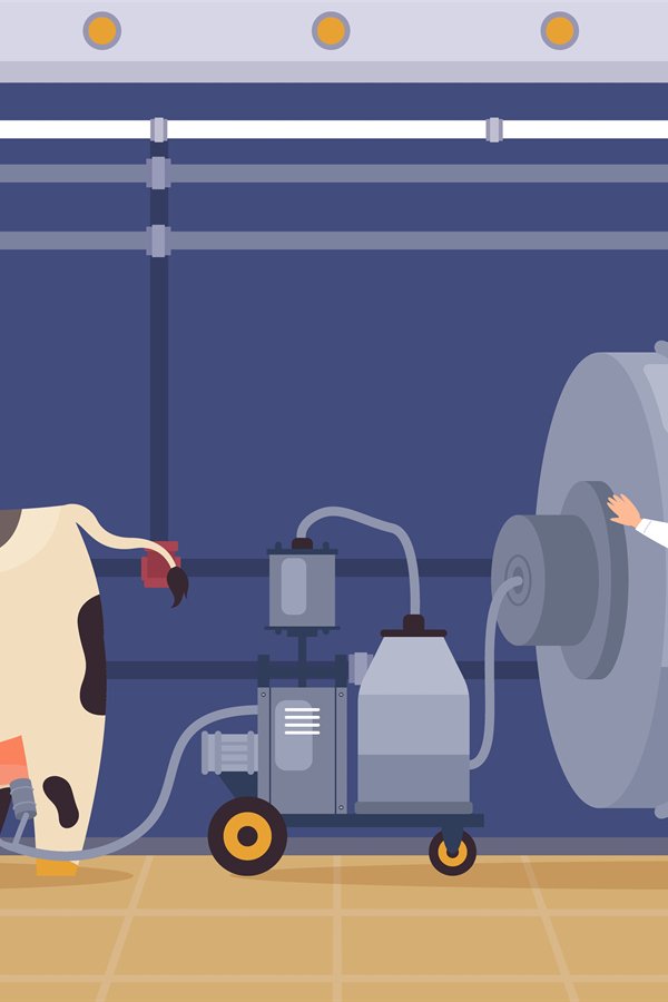 Automatic milking. Machine milking process, cow with special