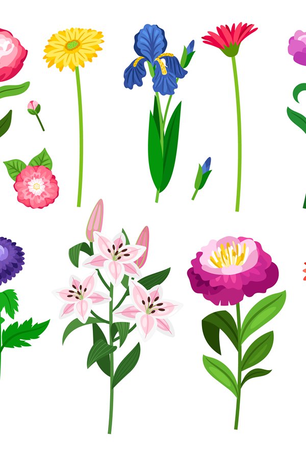 Flowers and floral elements collection