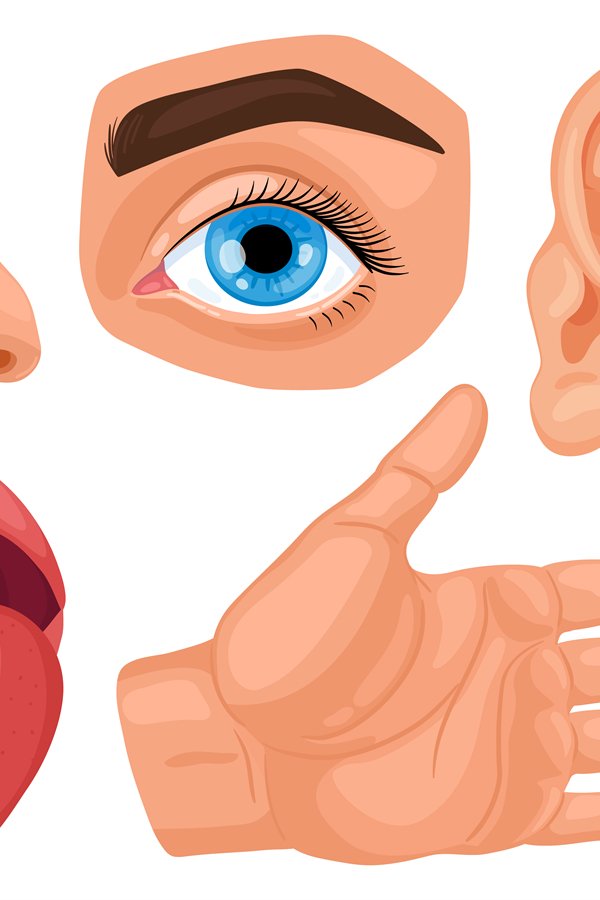 Cartoon human sensory organs. Anatomy human senses, skin tou