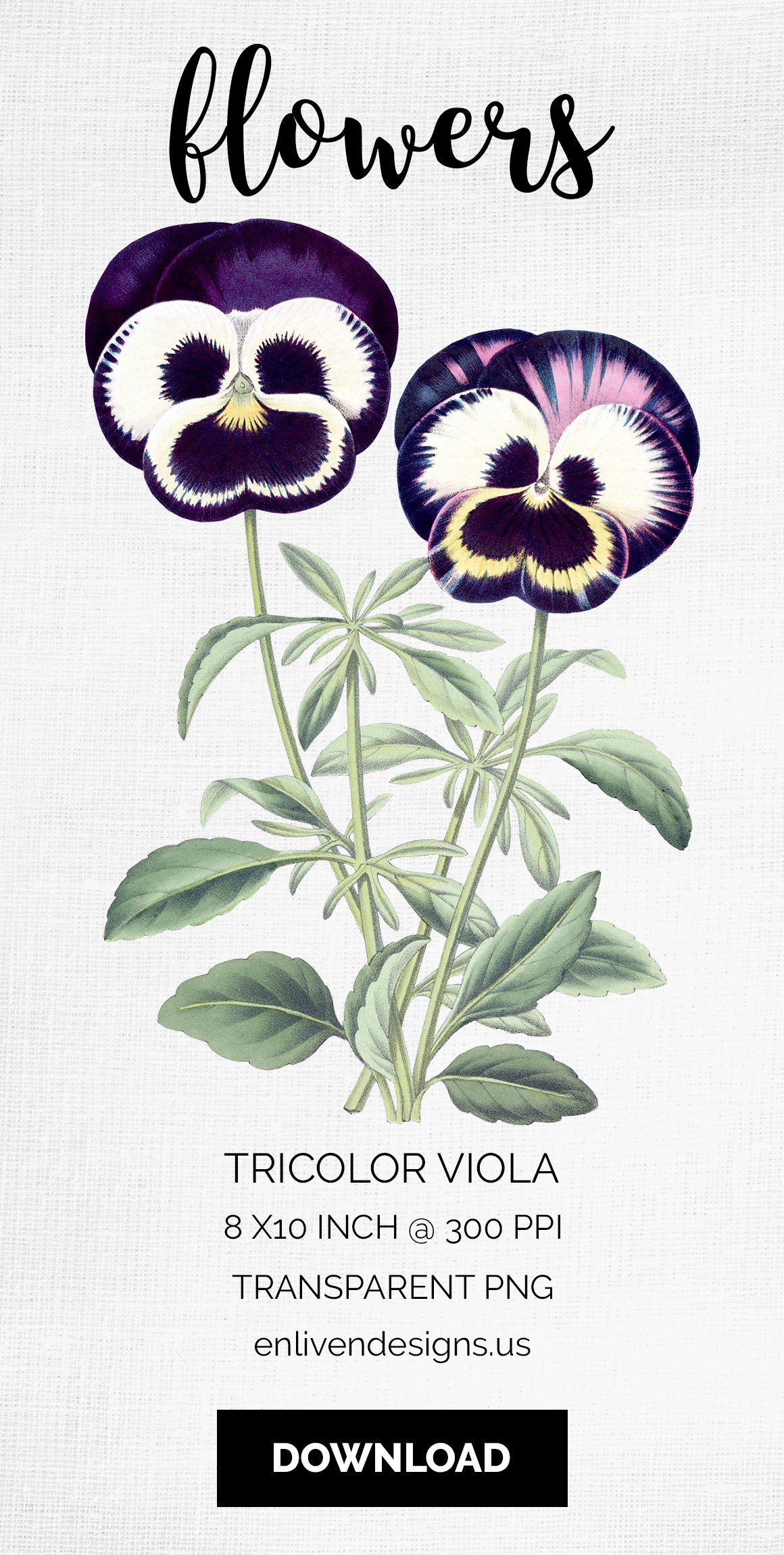 Viola Clipart Vintage Flowers